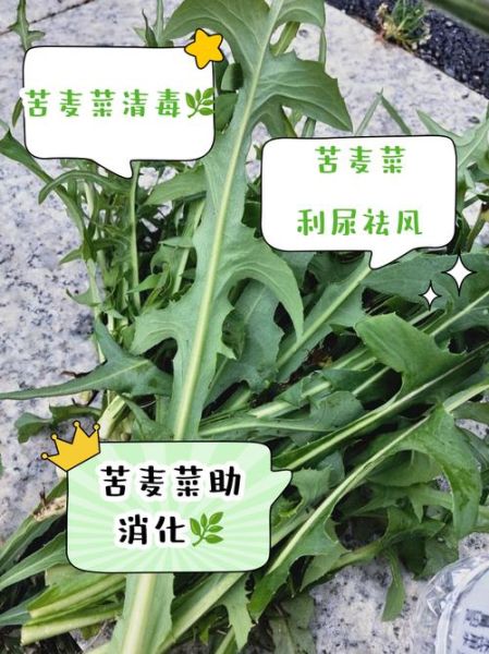 苦麦菜的功效与作用_苦麦菜的禁忌人群有哪些-第1张图片-山城妙识