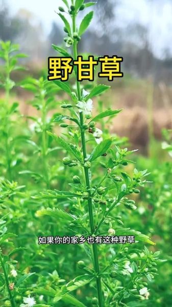 野甘草图片_野甘草长什么样-第2张图片-山城妙识 野甘草图片_野甘草长什么样-第2张图片-山城妙识