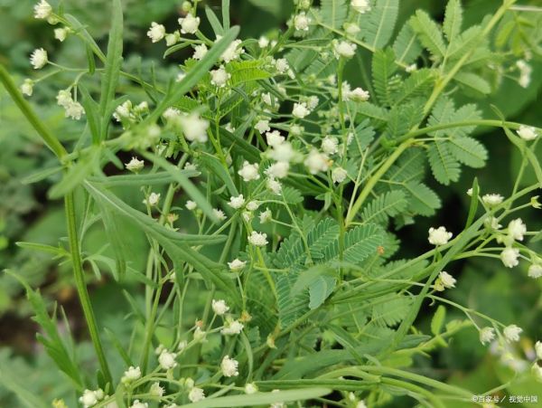 野甘草图片_野甘草长什么样-第3张图片-山城妙识 野甘草图片_野甘草长什么样-第3张图片-山城妙识