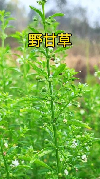 野甘草图片_野甘草长什么样-第1张图片-山城妙识 野甘草图片_野甘草长什么样-第1张图片-山城妙识