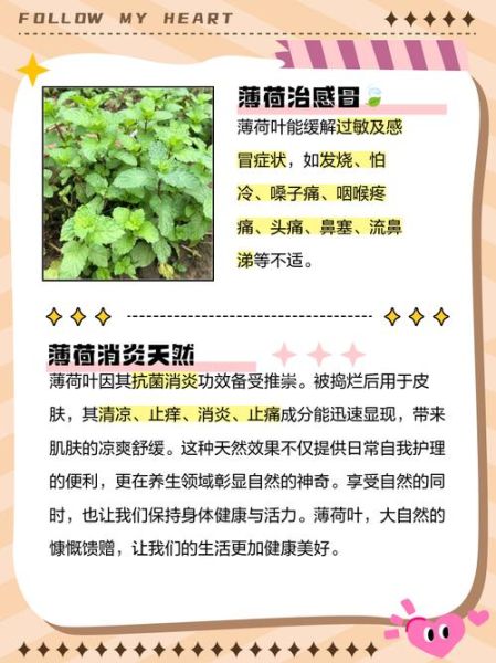 薄荷叶怎么吃_薄荷叶的禁忌有哪些-第3张图片-山城妙识