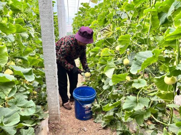 香瓜怎么种_香瓜种植技术与管理方法-第3张图片-山城妙识 香瓜怎么种_香瓜种植技术与管理方法-第3张图片-山城妙识