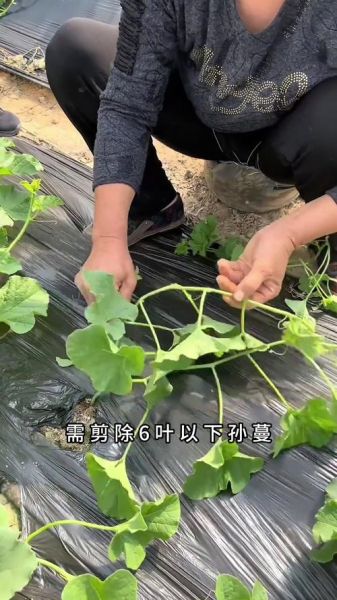 香瓜怎么种_香瓜种植技术与管理方法-第1张图片-山城妙识 香瓜怎么种_香瓜种植技术与管理方法-第1张图片-山城妙识