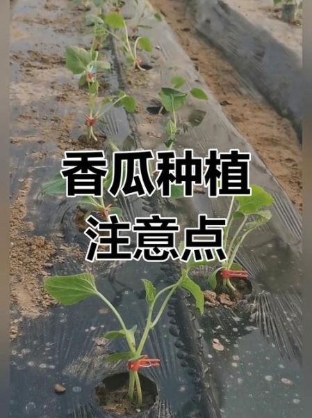 香瓜怎么种_香瓜种植技术与管理方法-第2张图片-山城妙识 香瓜怎么种_香瓜种植技术与管理方法-第2张图片-山城妙识