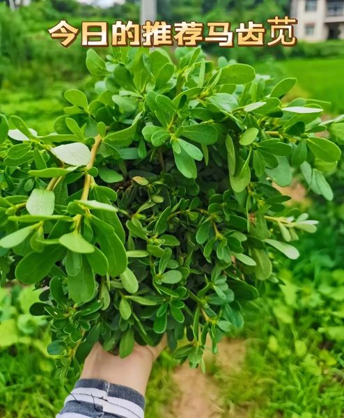 马齿苋是什么植物_马齿苋怎么吃最好-第3张图片-山城妙识 马齿苋是什么植物_马齿苋怎么吃最好-第3张图片-山城妙识