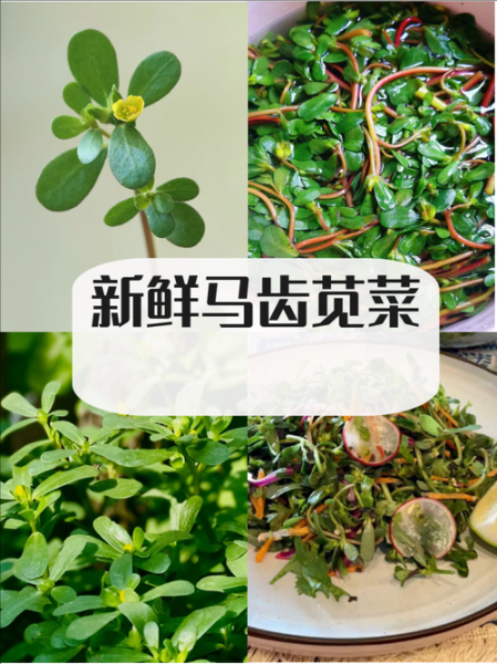 马齿苋是什么植物_马齿苋怎么吃最好-第2张图片-山城妙识 马齿苋是什么植物_马齿苋怎么吃最好-第2张图片-山城妙识
