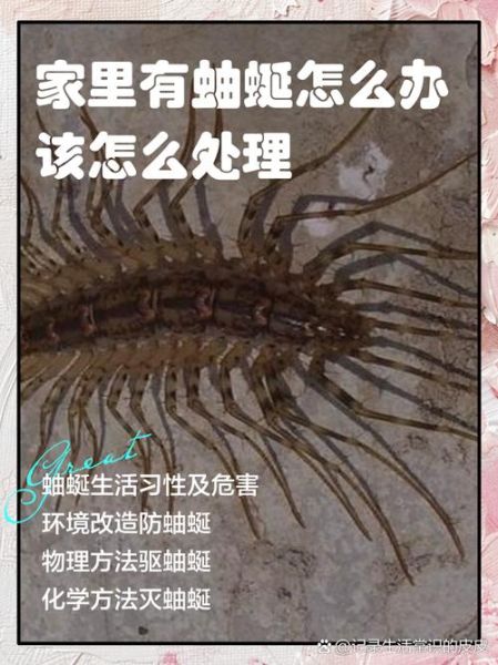 蚰蜒有毒吗_家里出现蚰蜒怎么办-第1张图片-山城妙识 蚰蜒有毒吗_家里出现蚰蜒怎么办-第1张图片-山城妙识