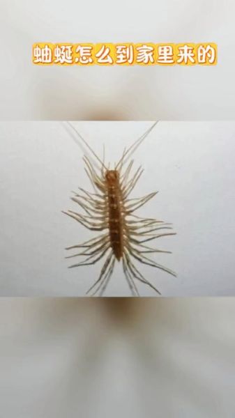 蚰蜒有毒吗_家里出现蚰蜒怎么办-第3张图片-山城妙识 蚰蜒有毒吗_家里出现蚰蜒怎么办-第3张图片-山城妙识