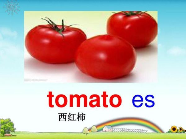 西红柿英语怎么读音_tomato发音技巧-第1张图片-山城妙识