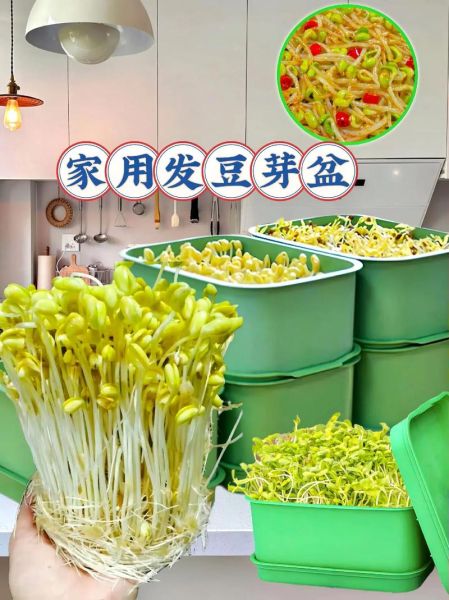 豆芽菜怎么种_家庭无土培育技巧-第1张图片-山城妙识 豆芽菜怎么种_家庭无土培育技巧-第1张图片-山城妙识