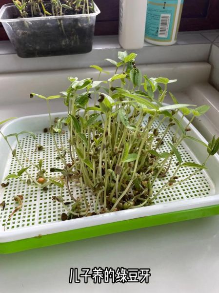 豆芽菜怎么种_家庭无土培育技巧-第2张图片-山城妙识 豆芽菜怎么种_家庭无土培育技巧-第2张图片-山城妙识