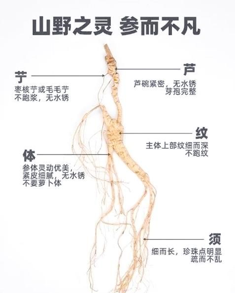 野山参怎么吃最好_野山参有哪些禁忌-第2张图片-山城妙识