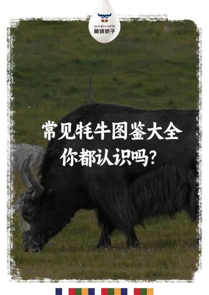 牦牛是什么动物_牦牛和奶牛有什么区别-第1张图片-山城妙识