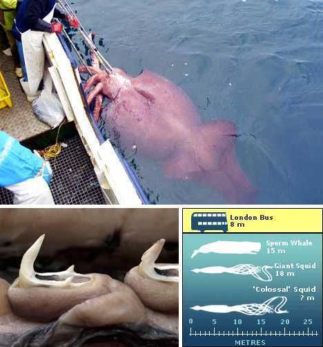 大王酸浆鱿有多大_大王酸浆鱿长什么样-第3张图片-山城妙识