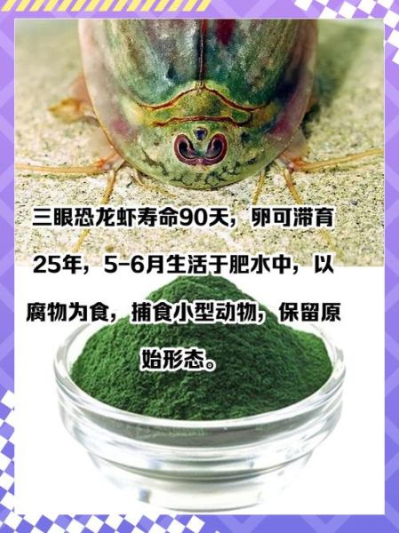 三眼恐龙虾多少钱一只_三眼恐龙虾价格-第1张图片-山城妙识