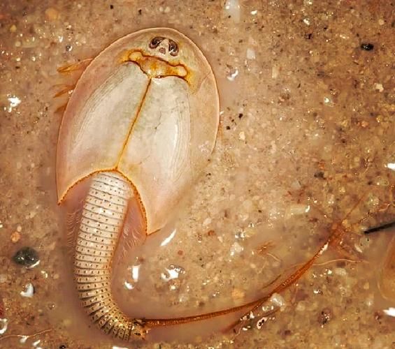 三眼恐龙虾多少钱一只_三眼恐龙虾价格-第2张图片-山城妙识