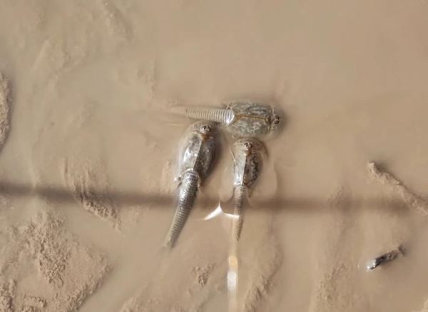 三眼恐龙虾多少钱一只_三眼恐龙虾价格-第3张图片-山城妙识