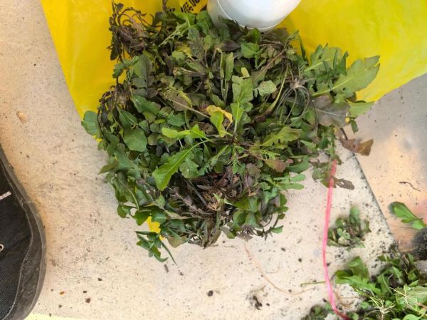 荠荠菜图片长什么样_荠荠菜和蒲公英区别-第3张图片-山城妙识