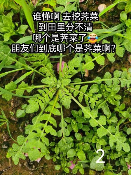 荠荠菜图片长什么样_荠荠菜和蒲公英区别-第1张图片-山城妙识