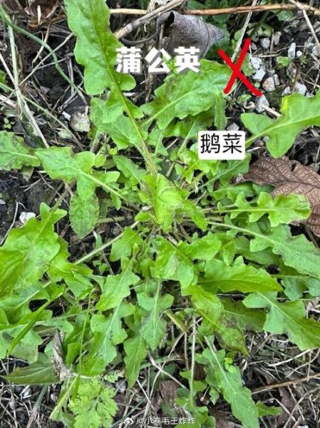 荠荠菜图片长什么样_荠荠菜和蒲公英区别-第2张图片-山城妙识