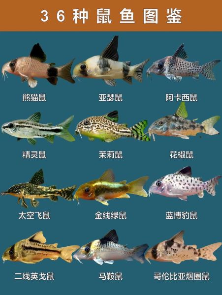 老鼠斑和苏眉鱼哪个贵_价格差异原因-第1张图片-山城妙识