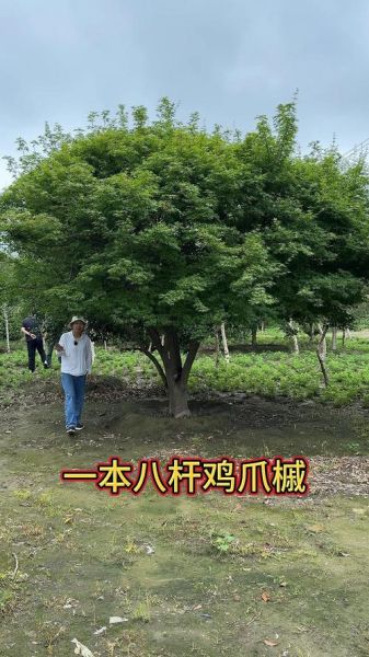鸡爪槭冠幅一般多大_如何测量鸡爪槭冠幅-第1张图片-山城妙识 鸡爪槭冠幅一般多大_如何测量鸡爪槭冠幅-第1张图片-山城妙识