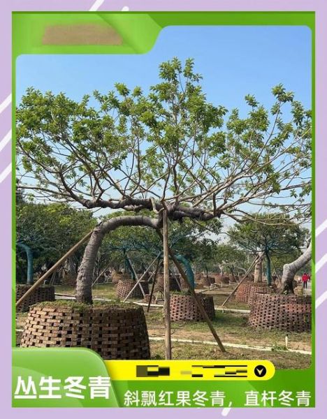 红果冬青树图片_如何识别真假红果冬青-第1张图片-山城妙识
