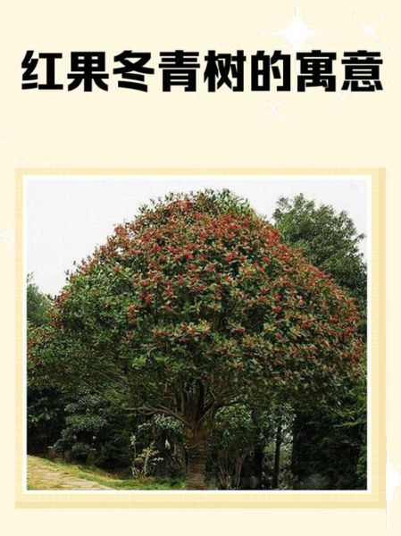 红果冬青树图片_如何识别真假红果冬青-第3张图片-山城妙识