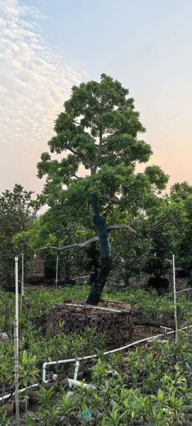 红果冬青树图片_如何识别真假红果冬青-第2张图片-山城妙识