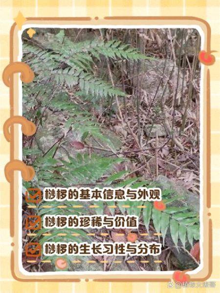 裟椤是什么植物_裟椤的养护方法-第1张图片-山城妙识 裟椤是什么植物_裟椤的养护方法-第1张图片-山城妙识