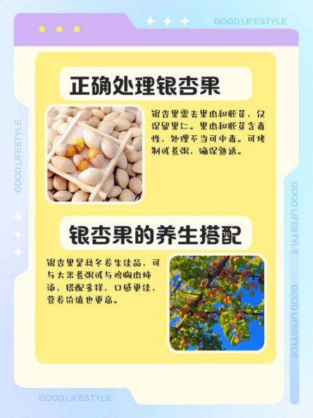 吃银杏果的禁忌_哪些人不能吃银杏果-第3张图片-山城妙识 吃银杏果的禁忌_哪些人不能吃银杏果-第3张图片-山城妙识