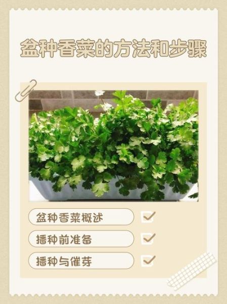 香菜怎么种植_香菜种植步骤图解-第1张图片-山城妙识 香菜怎么种植_香菜种植步骤图解-第1张图片-山城妙识