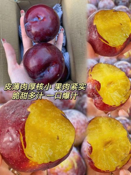 黑布林大李子热量高吗_黑布林大李子怎么挑-第1张图片-山城妙识 黑布林大李子热量高吗_黑布林大李子怎么挑-第1张图片-山城妙识