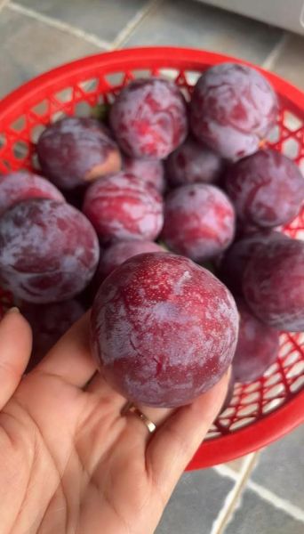 黑布林大李子热量高吗_黑布林大李子怎么挑-第3张图片-山城妙识 黑布林大李子热量高吗_黑布林大李子怎么挑-第3张图片-山城妙识