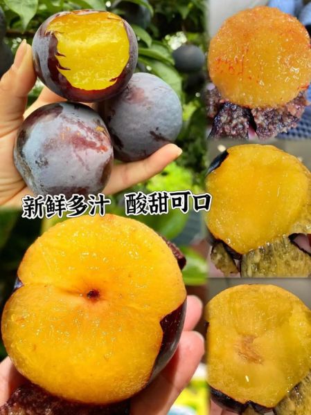 黑布林大李子热量高吗_黑布林大李子怎么挑-第2张图片-山城妙识 黑布林大李子热量高吗_黑布林大李子怎么挑-第2张图片-山城妙识