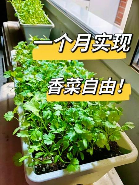 香菜怎么种植_香菜种植步骤图解-第3张图片-山城妙识 香菜怎么种植_香菜种植步骤图解-第3张图片-山城妙识