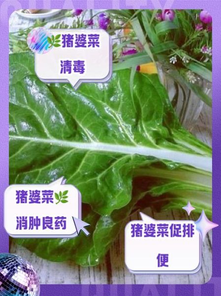 猪乸菜的功效与作用_猪乸菜图片长什么样-第1张图片-山城妙识 猪乸菜的功效与作用_猪乸菜图片长什么样-第1张图片-山城妙识