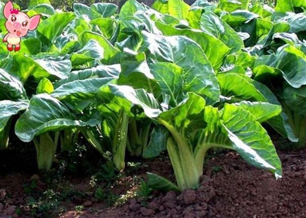 猪乸菜的功效与作用_猪乸菜图片长什么样-第3张图片-山城妙识 猪乸菜的功效与作用_猪乸菜图片长什么样-第3张图片-山城妙识