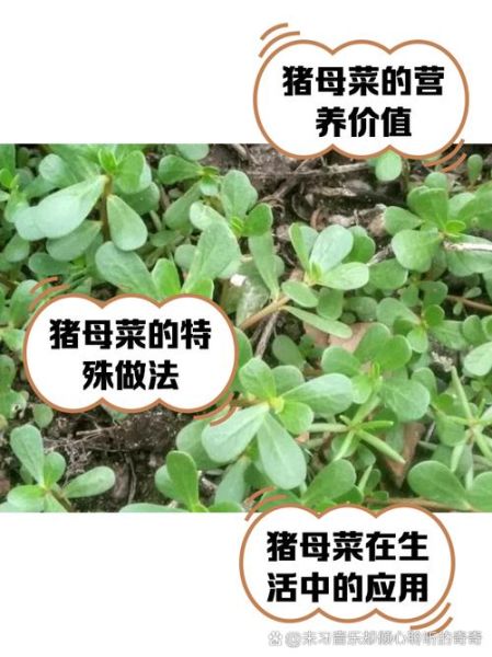 猪乸菜的功效与作用_猪乸菜图片长什么样-第2张图片-山城妙识 猪乸菜的功效与作用_猪乸菜图片长什么样-第2张图片-山城妙识