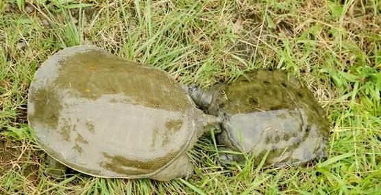 甲鱼养殖成本利润分析_甲鱼养殖一亩赚多少钱-第1张图片-山城妙识 甲鱼养殖成本利润分析_甲鱼养殖一亩赚多少钱-第1张图片-山城妙识