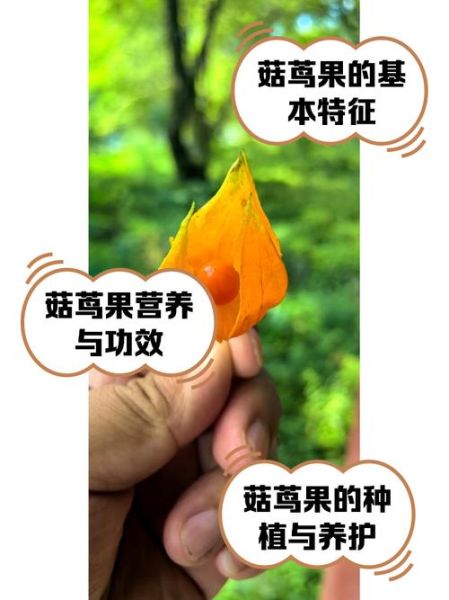 菇茑果吃多了会中毒吗_一天最多吃几颗-第1张图片-山城妙识 菇茑果吃多了会中毒吗_一天最多吃几颗-第1张图片-山城妙识