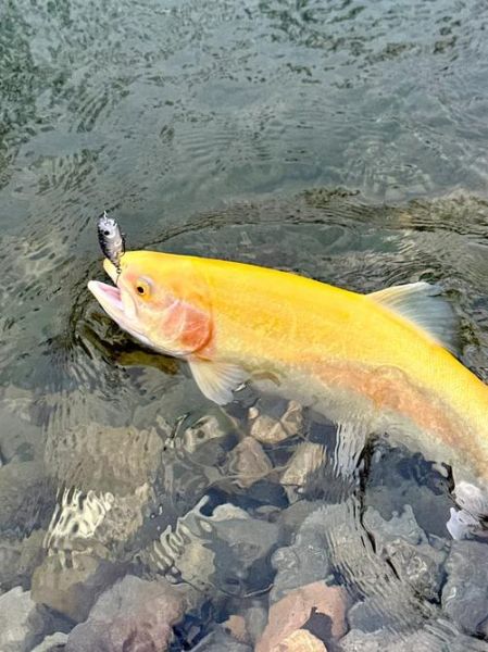 鳟怎么读_鳟鱼是什么鱼-第2张图片-山城妙识