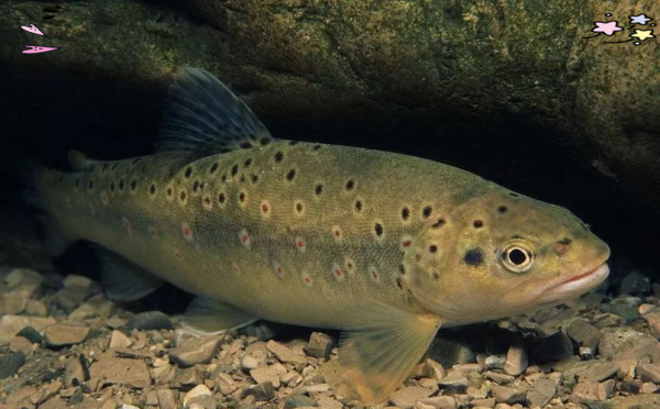 鳟怎么读_鳟鱼是什么鱼-第3张图片-山城妙识