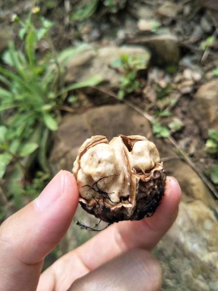 新鲜核桃怎么保存最好_新鲜核桃可以放多久-第2张图片-山城妙识 新鲜核桃怎么保存最好_新鲜核桃可以放多久-第2张图片-山城妙识