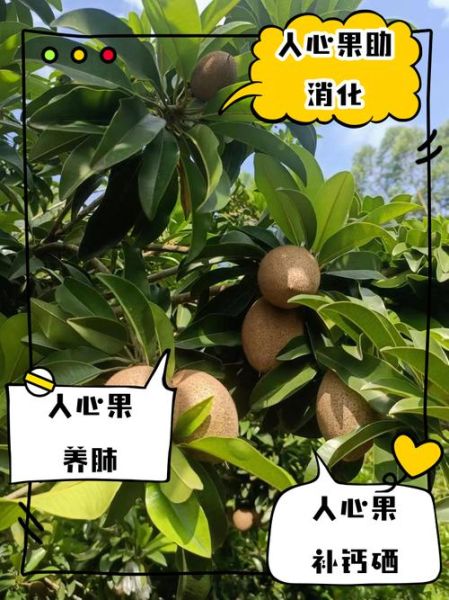 人心果的功效与作用_人心果怎么吃最好-第3张图片-山城妙识