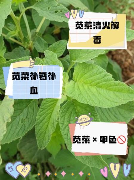 苋菜致癌是真的吗_苋菜吃多了会致癌吗-第1张图片-山城妙识 苋菜致癌是真的吗_苋菜吃多了会致癌吗-第1张图片-山城妙识