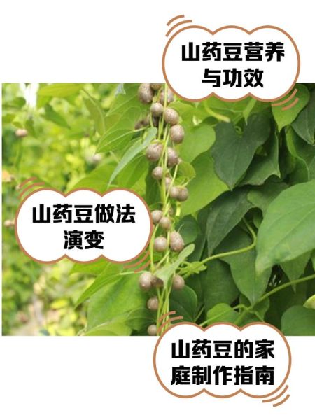 山药豆孩子吃多了中毒_怎么办-第1张图片-山城妙识 山药豆孩子吃多了中毒_怎么办-第1张图片-山城妙识