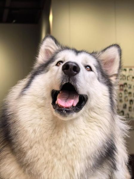 狗图片大全可爱_如何挑选最萌的狗狗照片-第3张图片-山城妙识