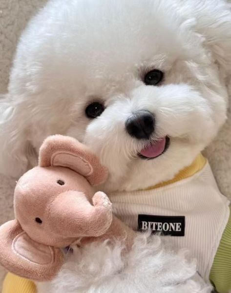 狗图片大全可爱_如何挑选最萌的狗狗照片-第1张图片-山城妙识