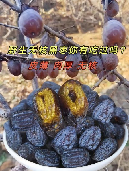 黑枣哪些人不能吃_三种人不能吃黑枣-第3张图片-山城妙识 黑枣哪些人不能吃_三种人不能吃黑枣-第3张图片-山城妙识